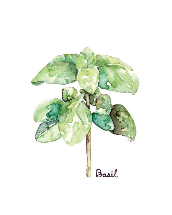 Basil Herb Painting Print from my Original Watercolor