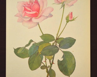 Pink rose print | Etsy