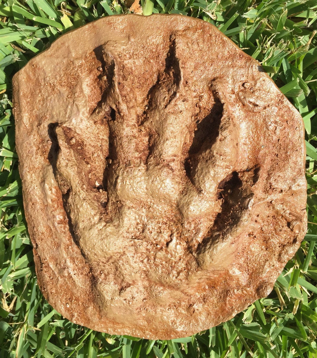 Komodo Dragon footprint cast