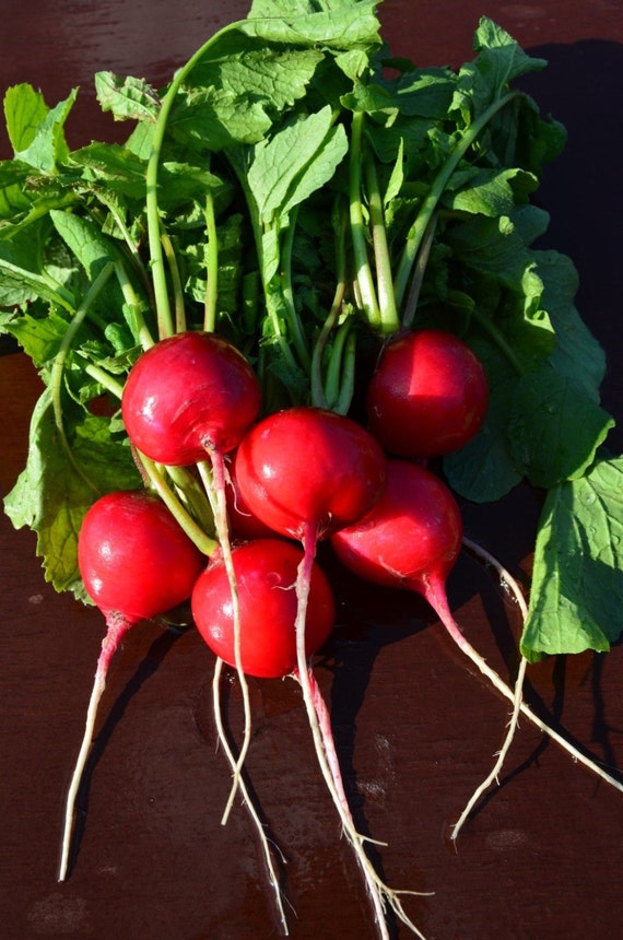 Cherry Belle Radish Red radish heirloom seeds made in
