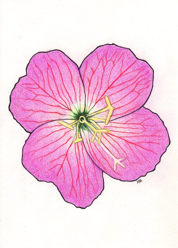 Pink Flower Colored Pencil Drawing Original