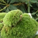 Moss Rock Cap Moss Terrariums Crafts Miniatures Fairy