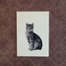 Set of 6 or 12 Handmade Blank Tabby Cat Print Note Cards