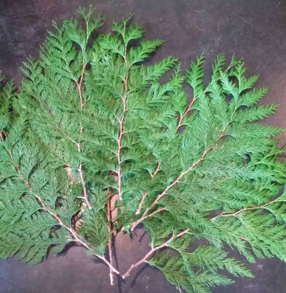 5 Fresh Cedar Boughs for Holiday Decor Wreaths by NorthWestWonders