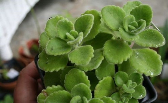 Vicks Vapor Rub Live Plant