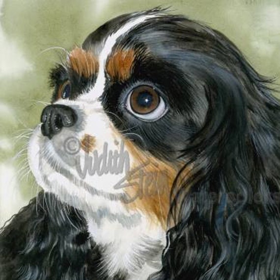 Cavalier King Charles Spaniel Tri Color AKC Toy Pet