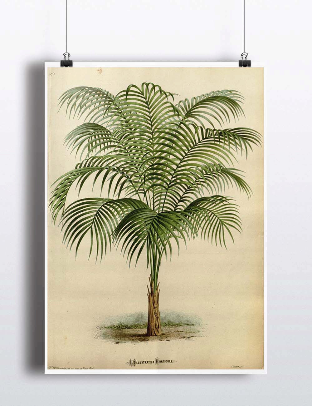 Antique 1800s Palm Tree Print Art Print Poster Palm Tree Wall