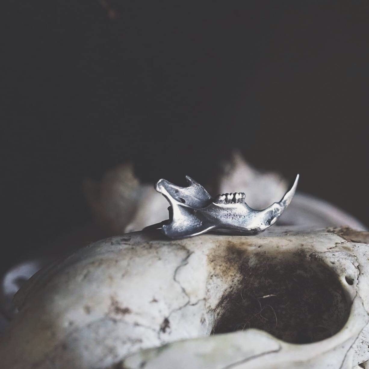 Rattus norvegicus mandible rat jaw bone brooch in sterling