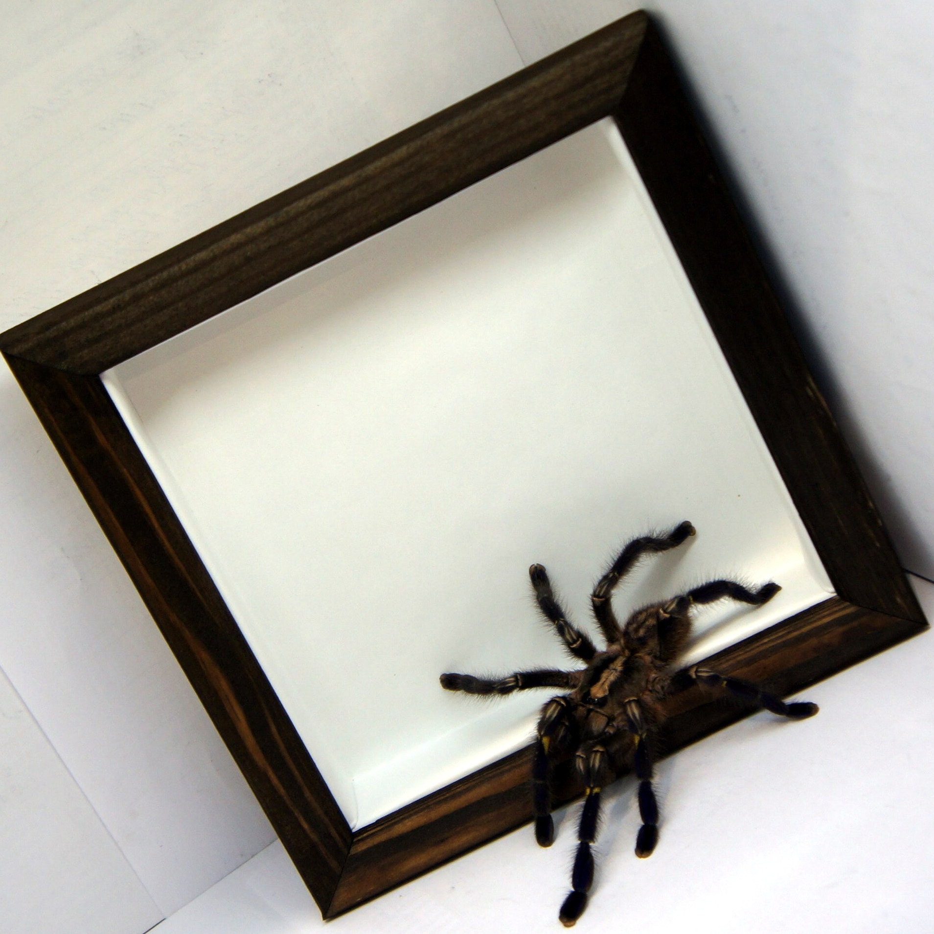 Real framed spiders and insects by TarantulaBox on Etsy