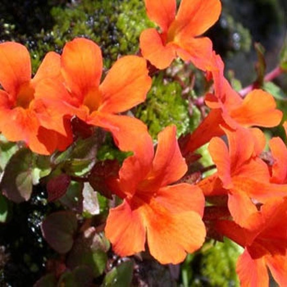 Twinkle Orange Mimulus Flower Seeds/Monkey Flower/Annual 50