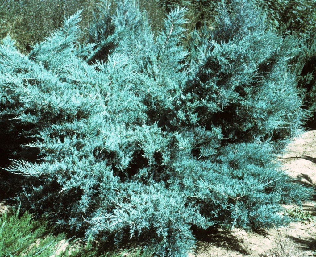 Blue Pfitzer Juniper Qty 60 Live Plants Groundcover