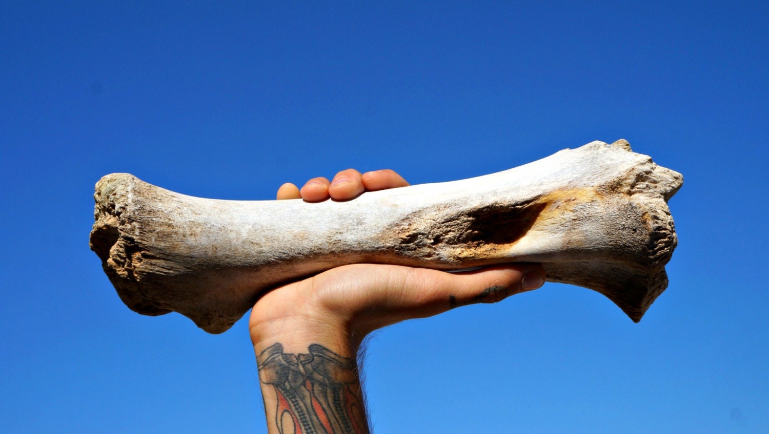 Cow Leg Bones Diagram Anterior View Of Left Tarsal Bone And Ankle Cow Leg Bones Diagram Anterior View Of Left Tarsal Bone And Ankle