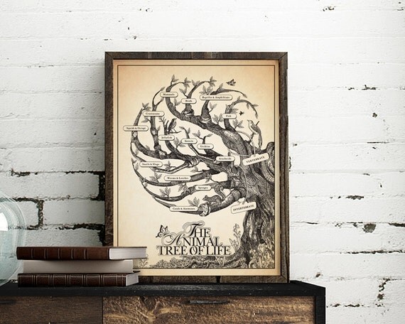 The Animal Tree Of Life Poster Biology print wall decor