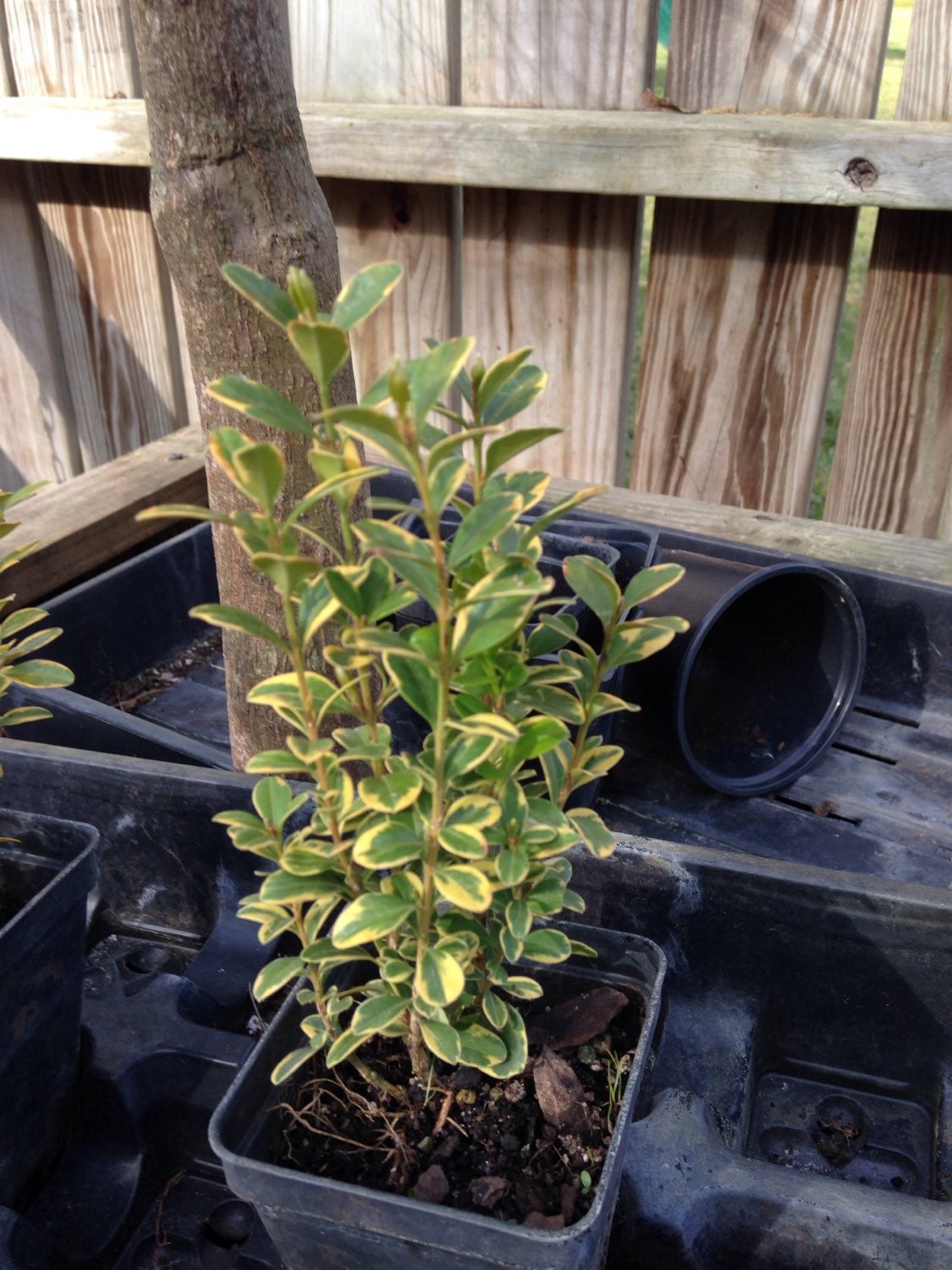 Variegated Boxwood Evergreen Landscape Plant Starter Plant