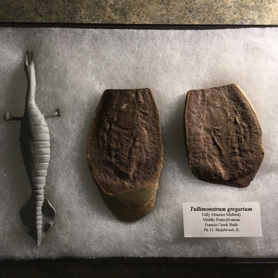 320 Million year old Tully Monster fossil and replica