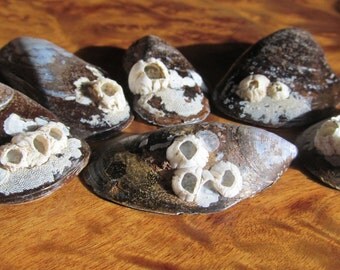 Mussel shells | Etsy