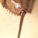 Atlantic Horseshoe Crab Shell with Tail and Legs Intact