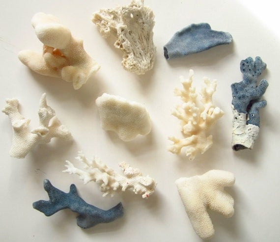 Assorted Real Coral Pieces-Coral Bulk-Beach Coral Supplies-Beach ...