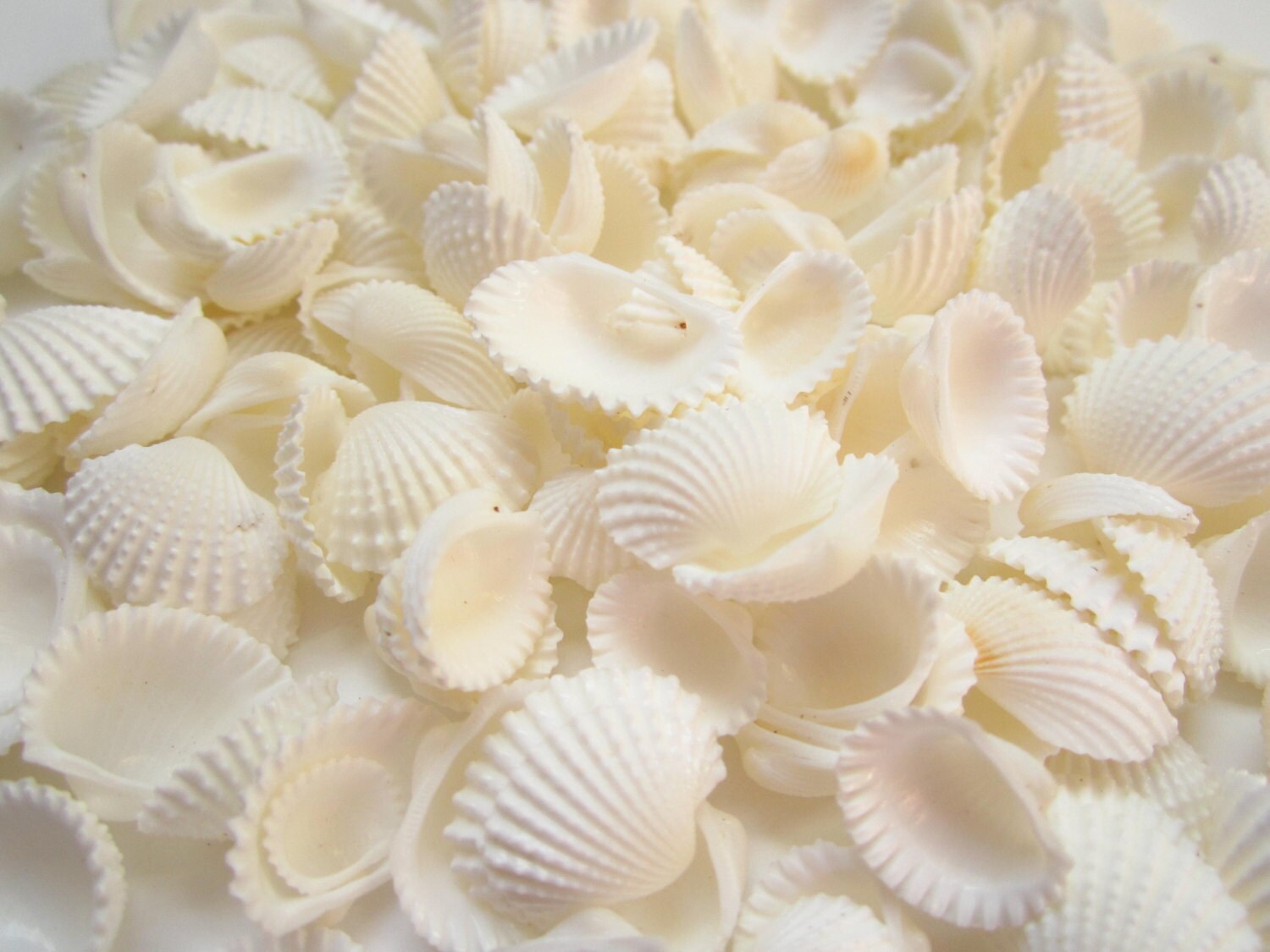 DIY Craft Shells LUCKY BABY Small - 330g Bulk Natural Shells For Crafts ...