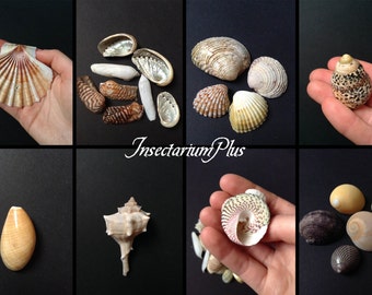 Assorted seashells | Etsy