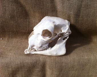 Items similar to two heads handmade bone skull taxidermy art picture on ...