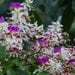 Calodendrum Capense 4 Seeds African Cape by ThePlantAttraction