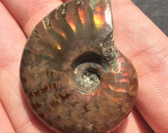 Opalized ammonite | Etsy