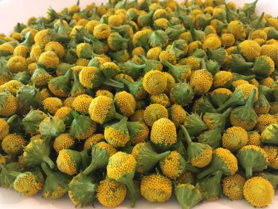 50 LARGE buttons dried Buzz Buttons Szechuan Buttons