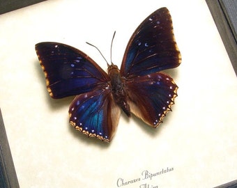 MADAGASCAR REAL RARE BUTTERFLY COLOTIS ZOE 7750A ONLY 1