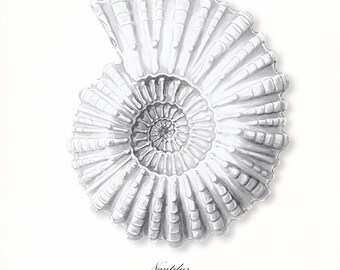 Nautilus shell art | Etsy