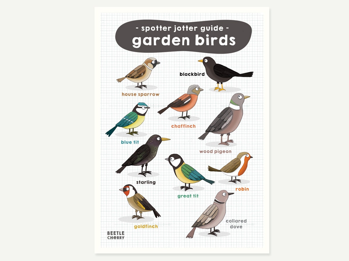 Garden birds A4 print bird illustrated poster wildlife for