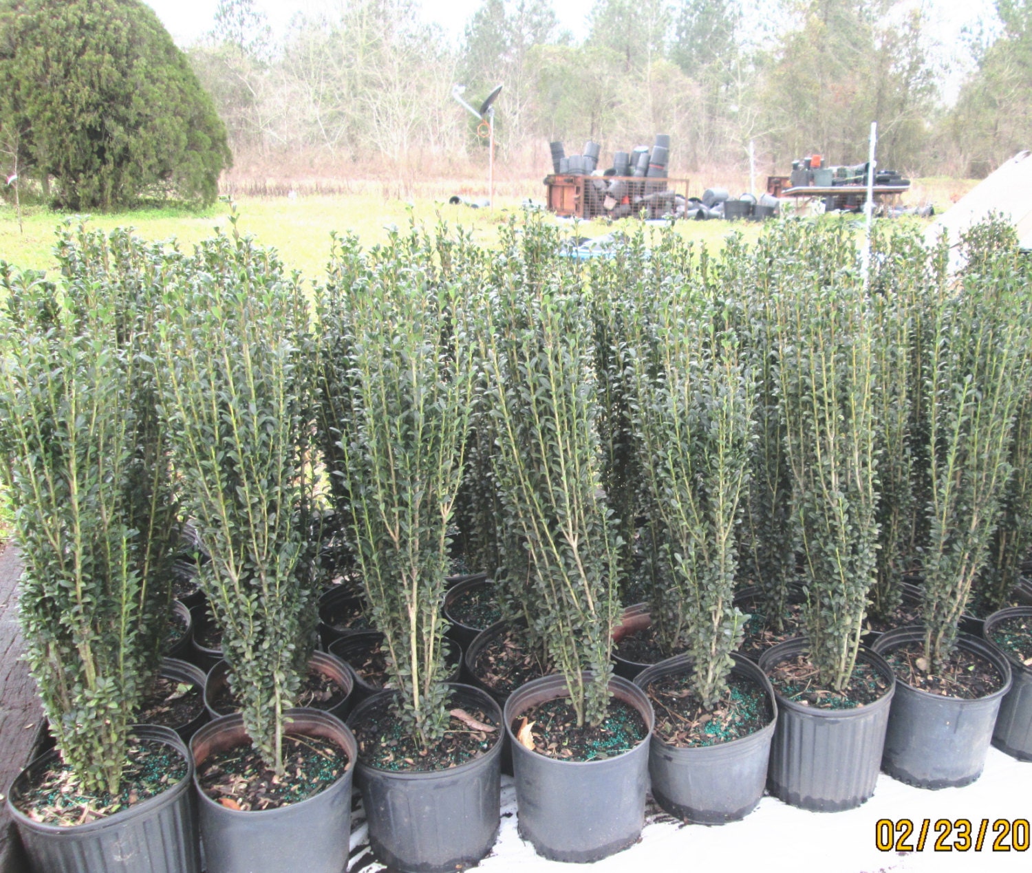 Lot of 10 trees Sky Pencil Holly Japanese by WingsandBloomsFarm