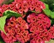 Unique celosia seeds related items | Etsy