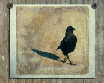 Gothic crow art photographs nature mix ravens urban. by gothicrow