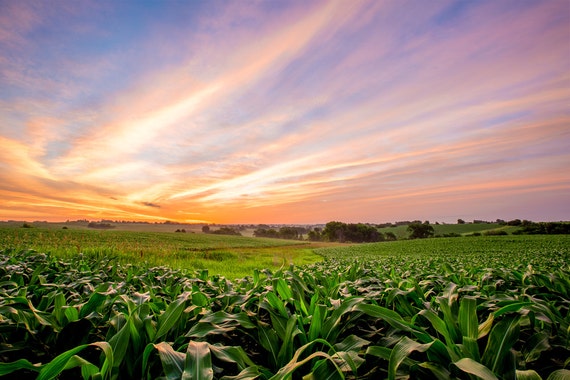 Iowa cornfield landscape photography sunrise photo