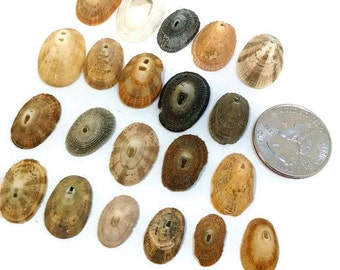 Rare sea shells | Etsy