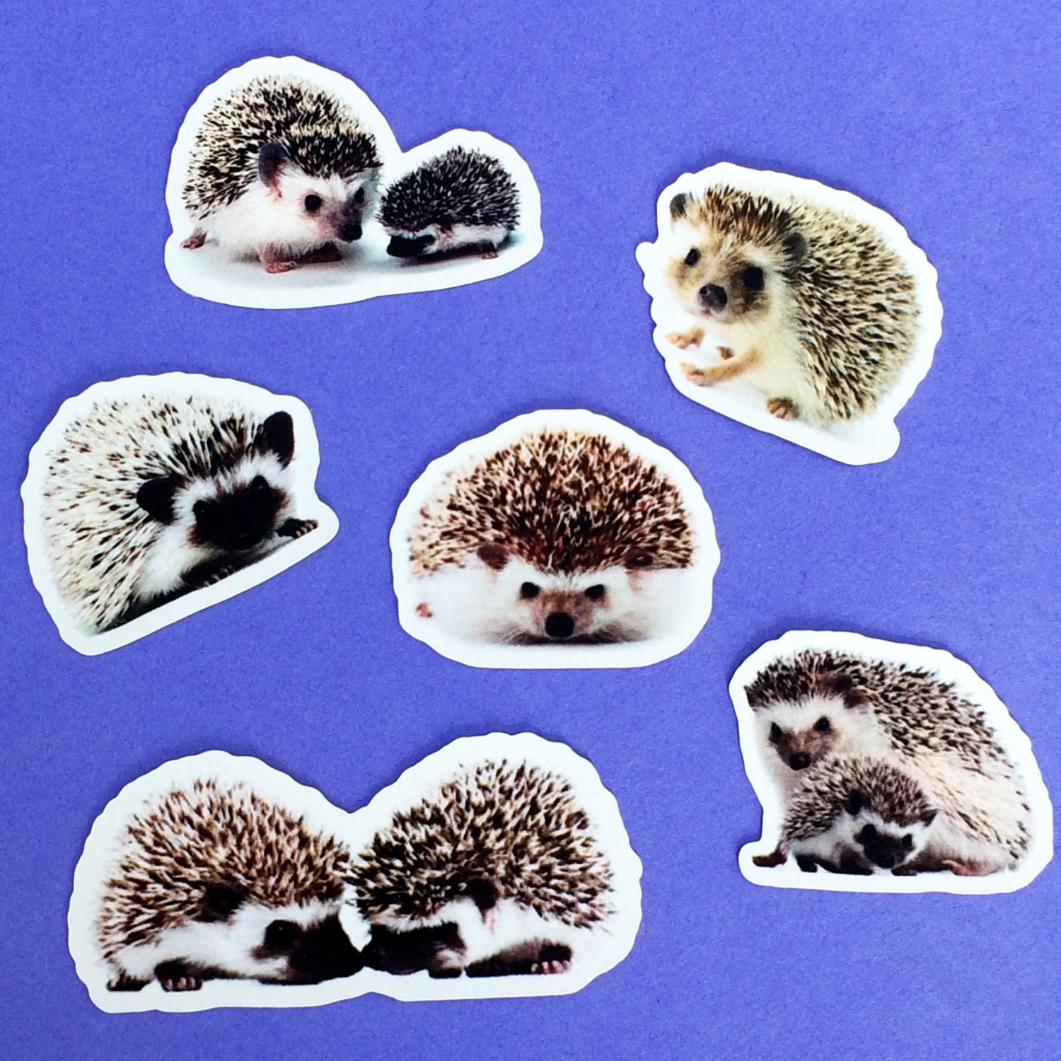 Cute Hedgehog Sticker Set pack of 6 Kawaii Stickers Tumblr