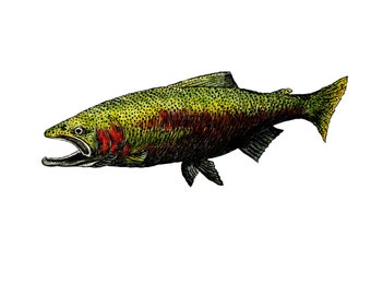 Steelhead art | Etsy