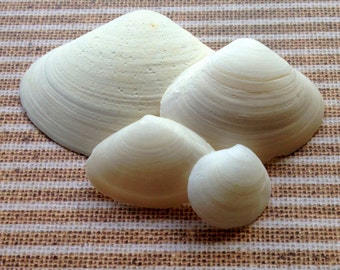 Unique clam shell pendant related items | Etsy