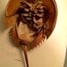 Atlantic Horseshoe Crab Shell with Tail and Legs Intact