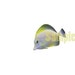 PNG Goldfish Saltwater Fish and Fresh Water Fish Overlays