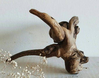 Root carving | Etsy