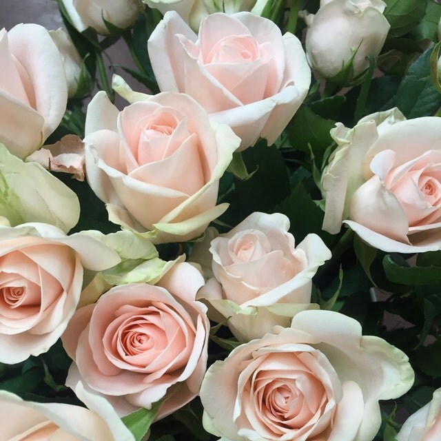 Freeze Dried and Silk Rose Petals for by RosePetalsEverywhere