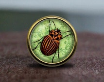 Unique insect drawer knobs related items | Etsy