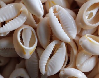 Kauri muschel | Etsy