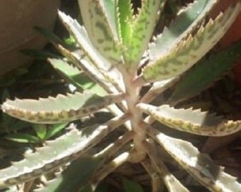 Alligator plant | Etsy