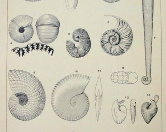 Items similar to Octopus Drawing - A Suitable Cephalopod - Fine Art ...