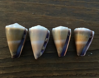 Hawaiian Sea Shell and Sea glass supplier by hawaiianseashellco