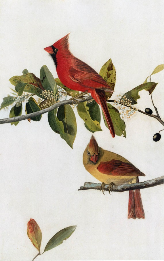 John James Audubon Watercolor Reproductions Northern