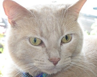 Items similar to Cat Art, Cat Print, Art Print, 8x10 Print, Cat ...